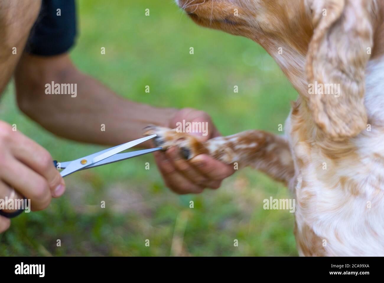 spaniel claw grooming dog nails in nature. on a green background. Cut ...