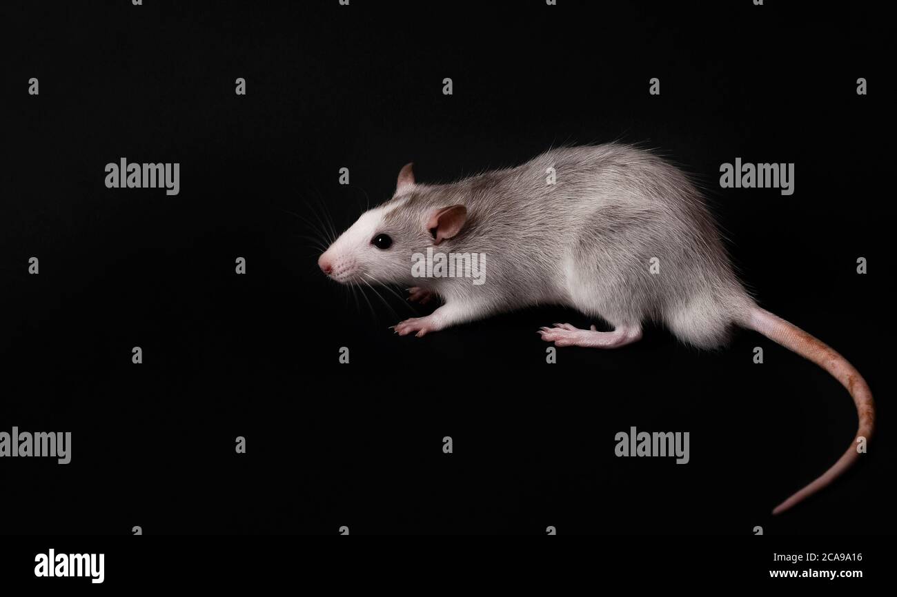 Young gray rat isolated on dark black background. Rodent pets ...
