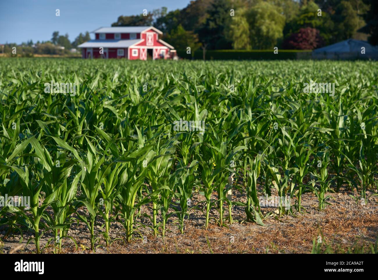 Corn field barn hi-res stock photography and images - Alamy
