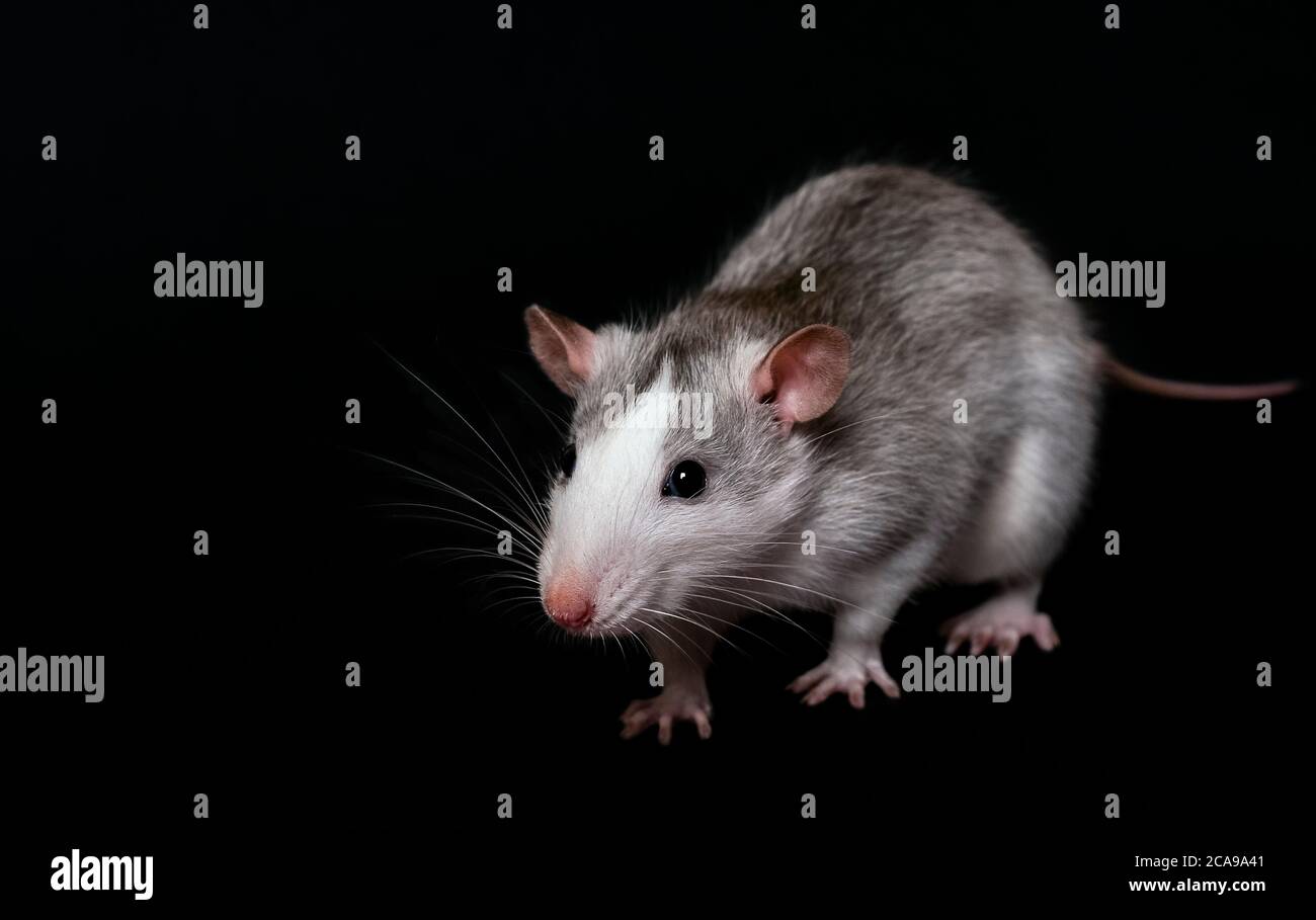 Young gray rat isolated on dark black background. Rodent pets ...