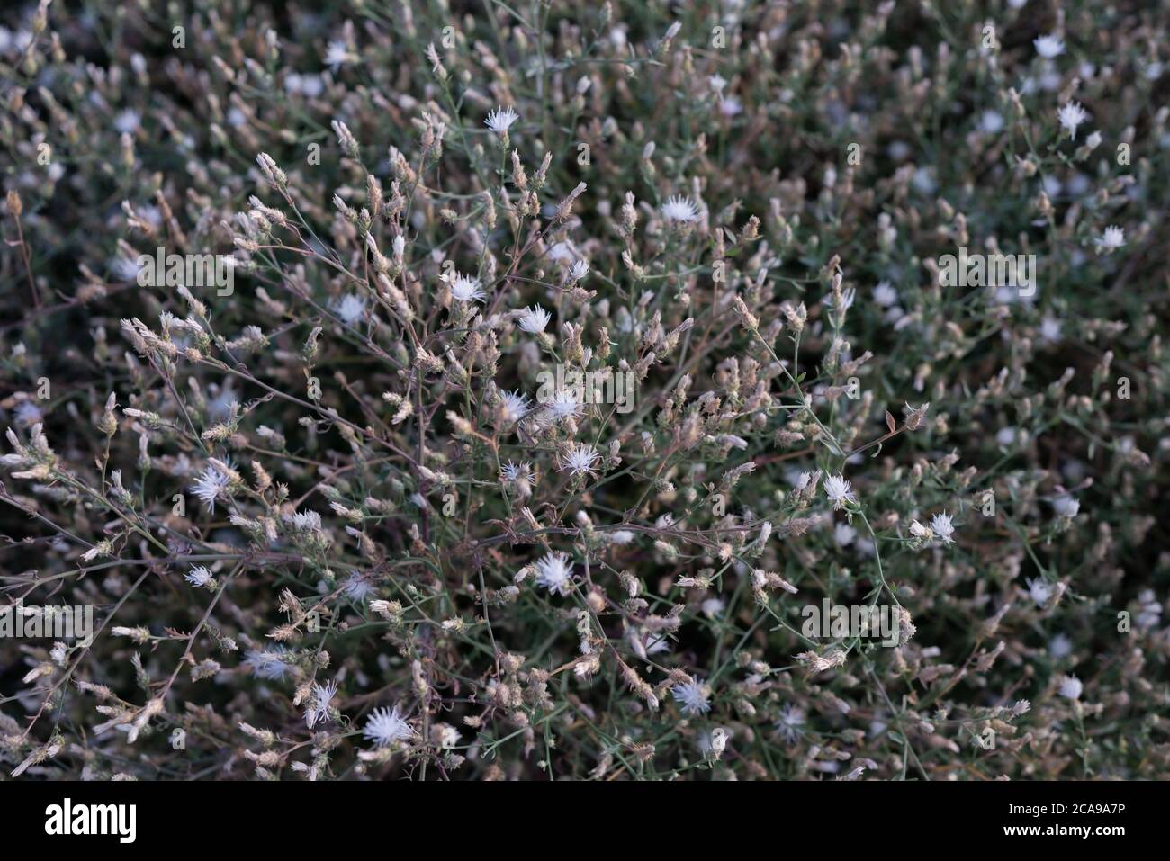 prickly flower texture white small inflorescences, close up Top view of ...