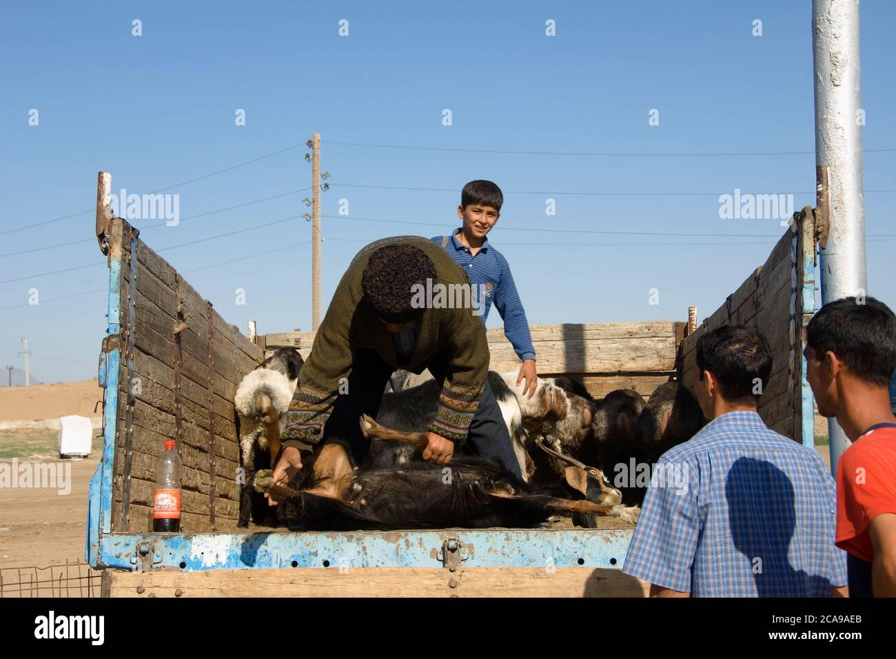 Tolkuchka bazaar, selling sheep and goats, Ashgabat, Turkmenistan Stock ...