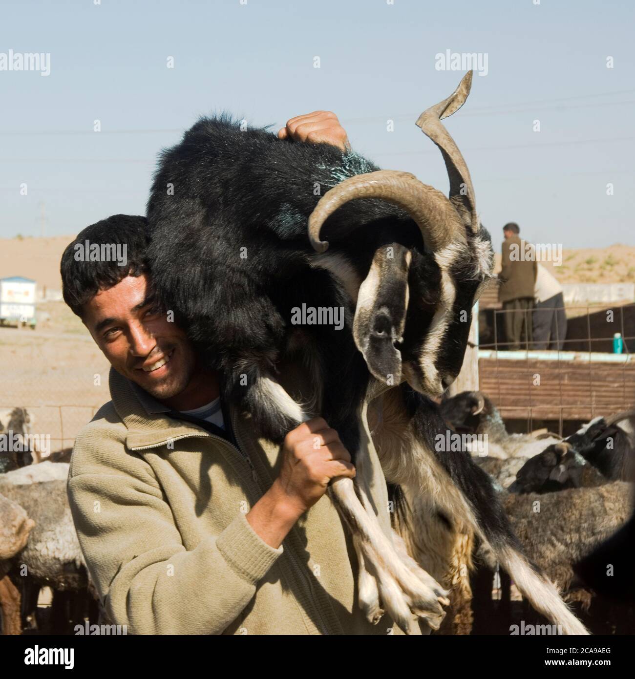 Tolkuchka bazaar, selling sheep and goats, Ashgabat, Turkmenistan Stock ...