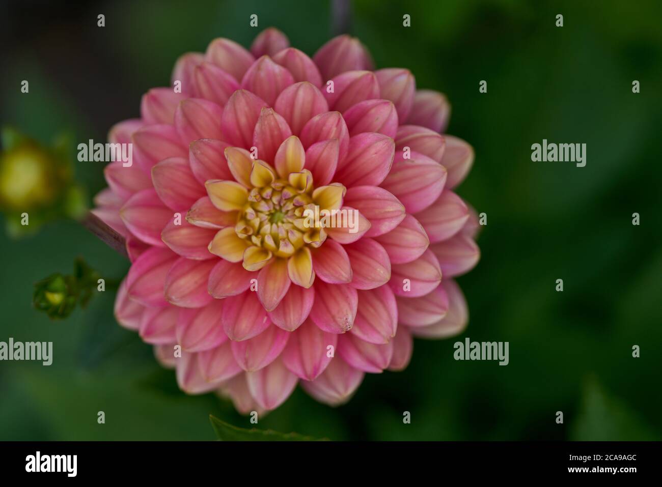 Dahlia Melody High Resolution Stock Photography and Images - Alamy