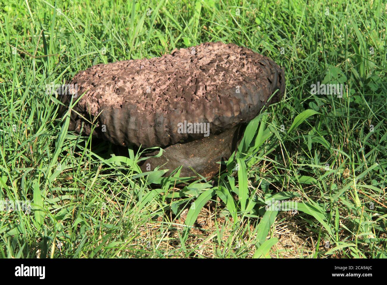 Old Puffball mushroom on lawn Stock Photo - Alamy