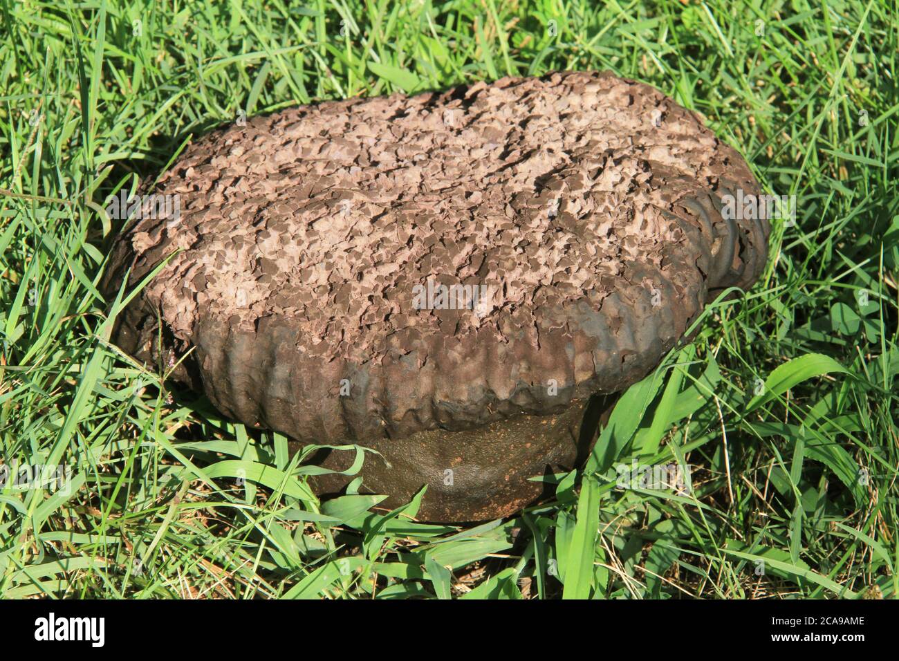 Old Puffball High Resolution Stock Photography and Images - Alamy