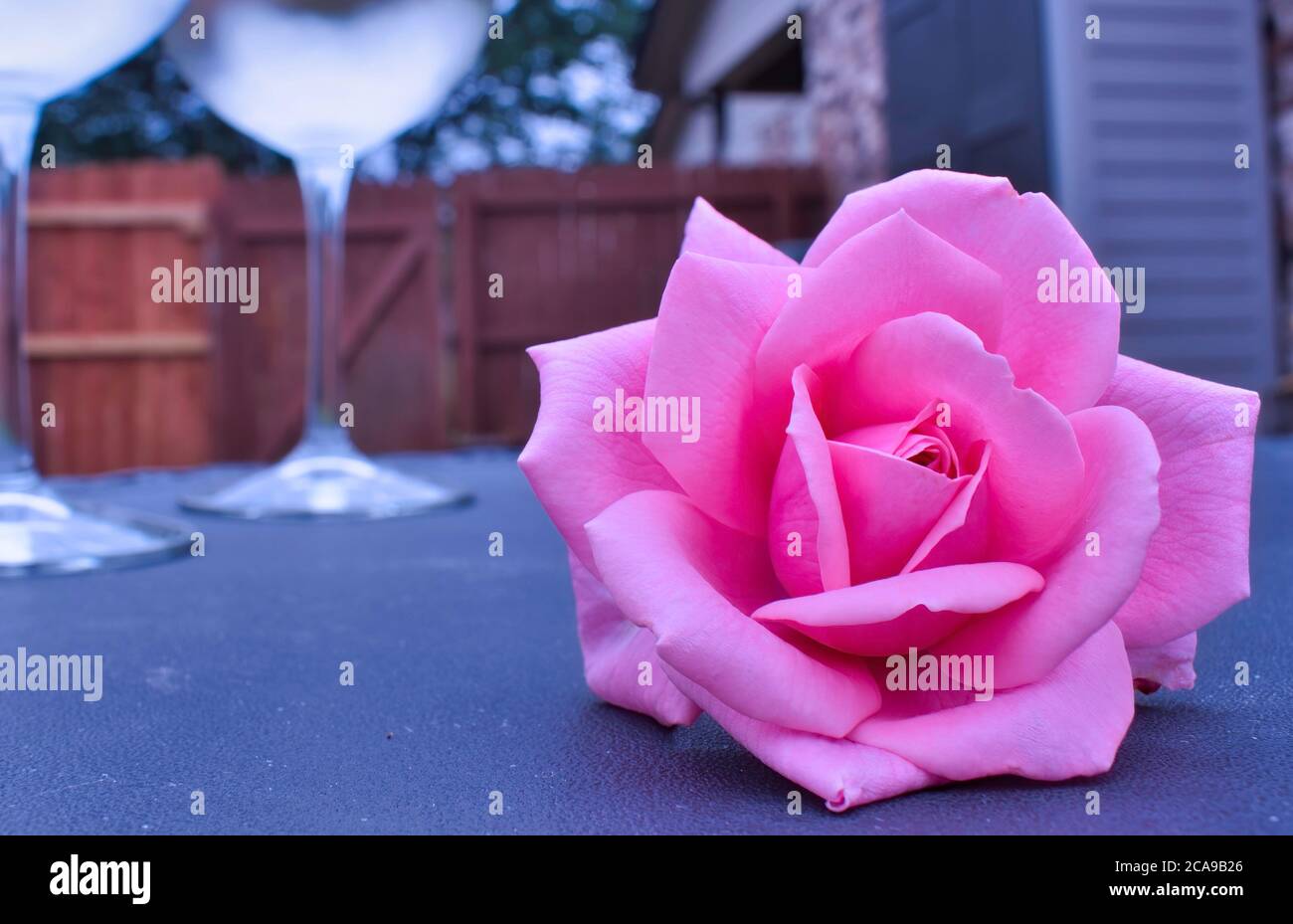 Spring fresh cut pink rose Stock Photo - Alamy