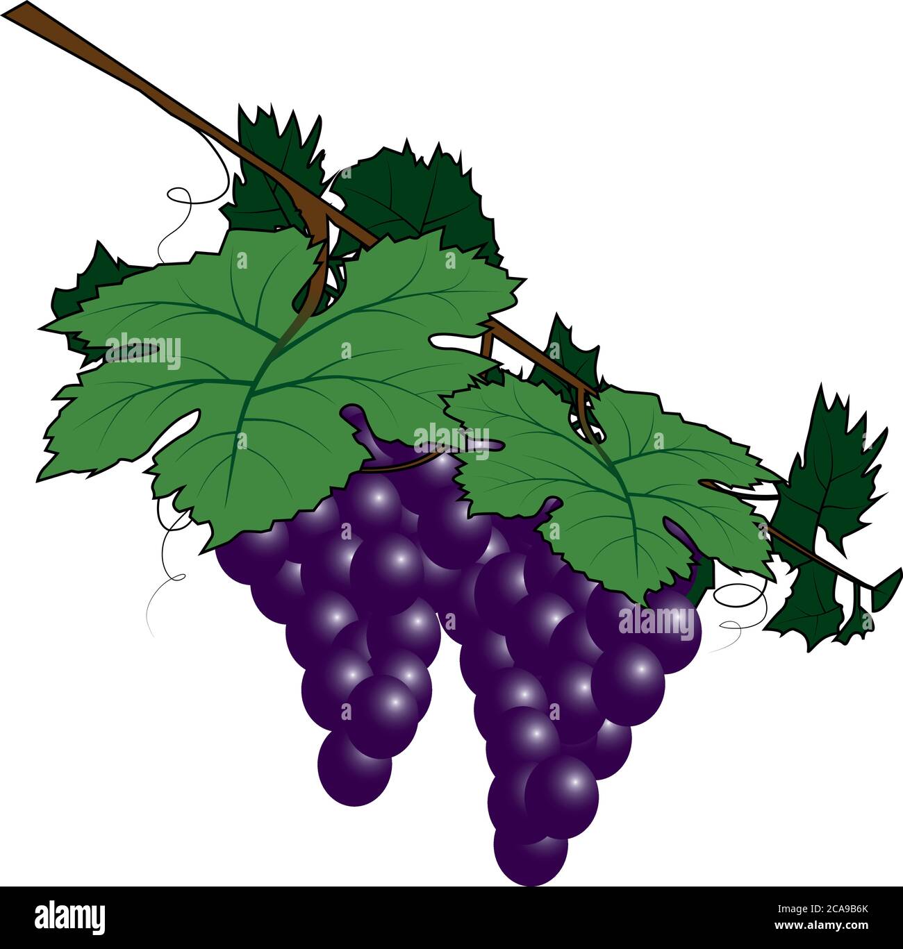 Grapes with stem Stock Vector Images - Alamy