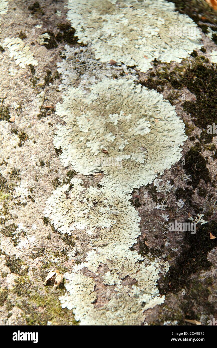 Up-close of Xanthoparmelia lichens on a rock Stock Photo - Alamy