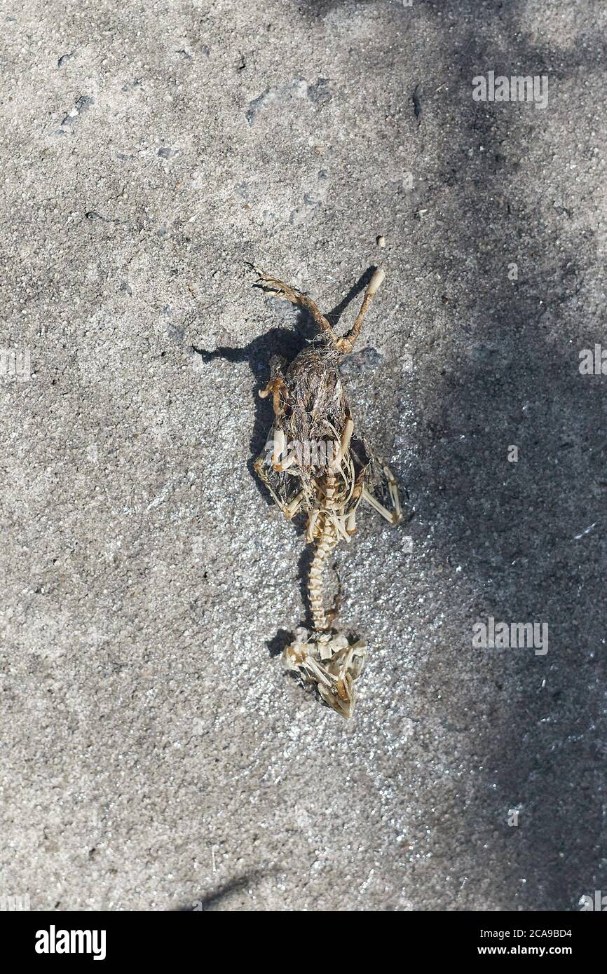 dead skeleton of a chick on the concrete Stock Photo - Alamy