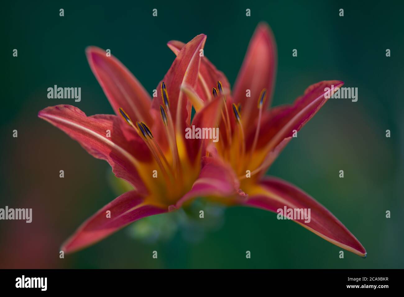 Lush colorful daylily close upRed Daylily Hemerocallis fulva Stock ...