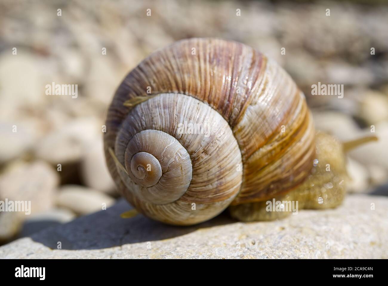 Sea snail tropical green hi-res stock photography and images - Alamy