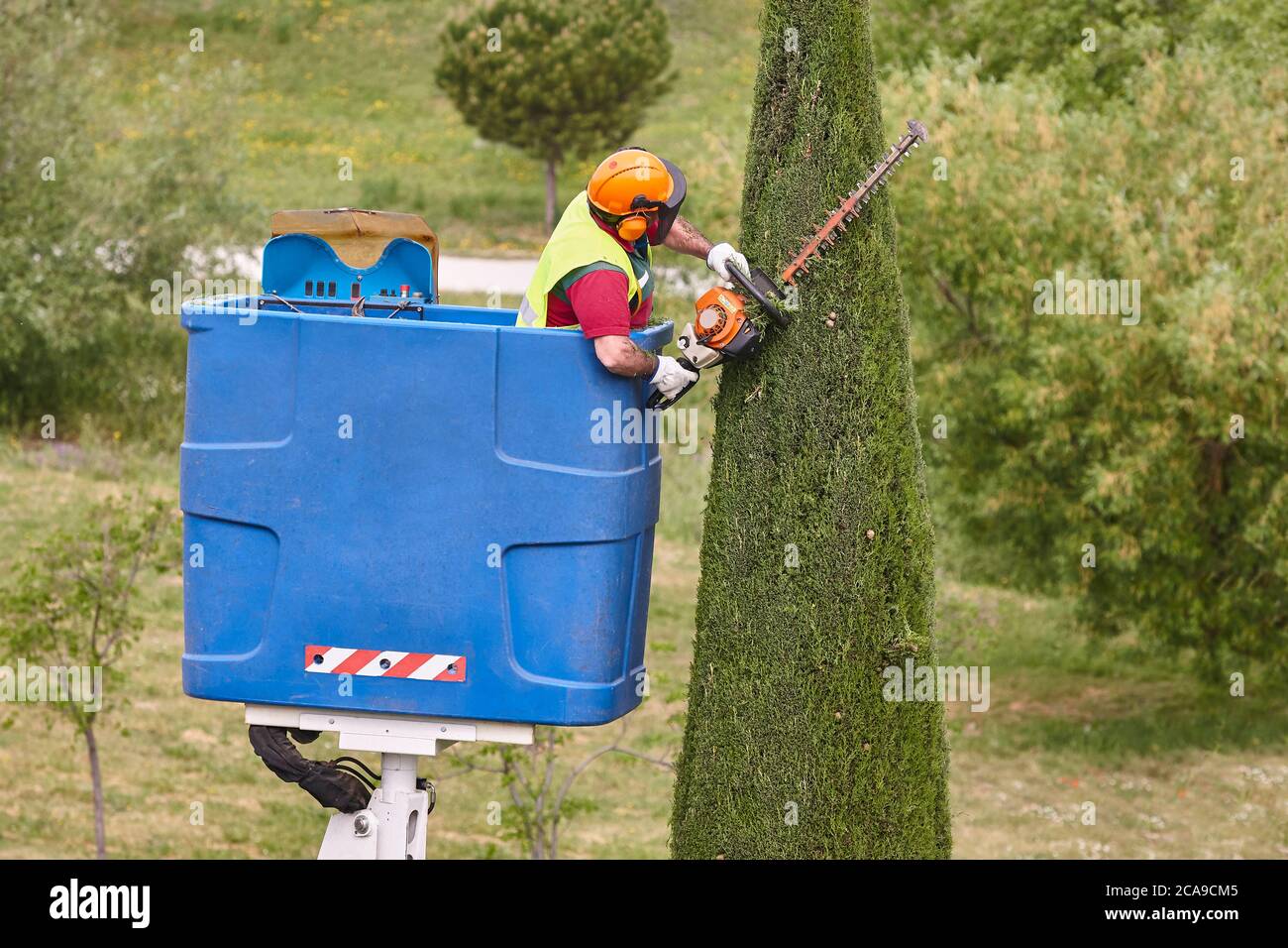 Gardener pruning a cypress tree with a chainsaw and a crane Stock Photo ...
