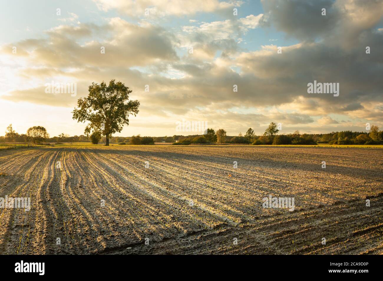 Field with a tree hi-res stock photography and images - Alamy