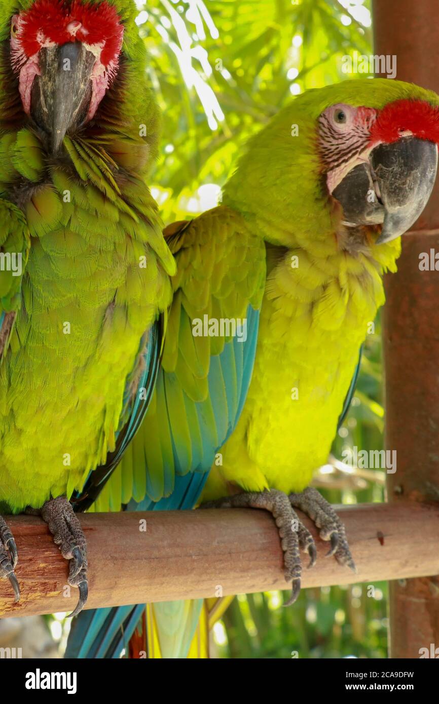 A pair of Ara Ambigua parrots in love. Great green macaw also known as ...