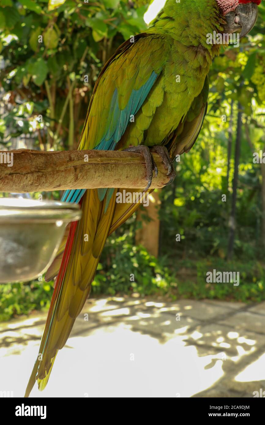The Great Green Macaw, Ara ambiguus, also known as Buffon's Macaw or ...
