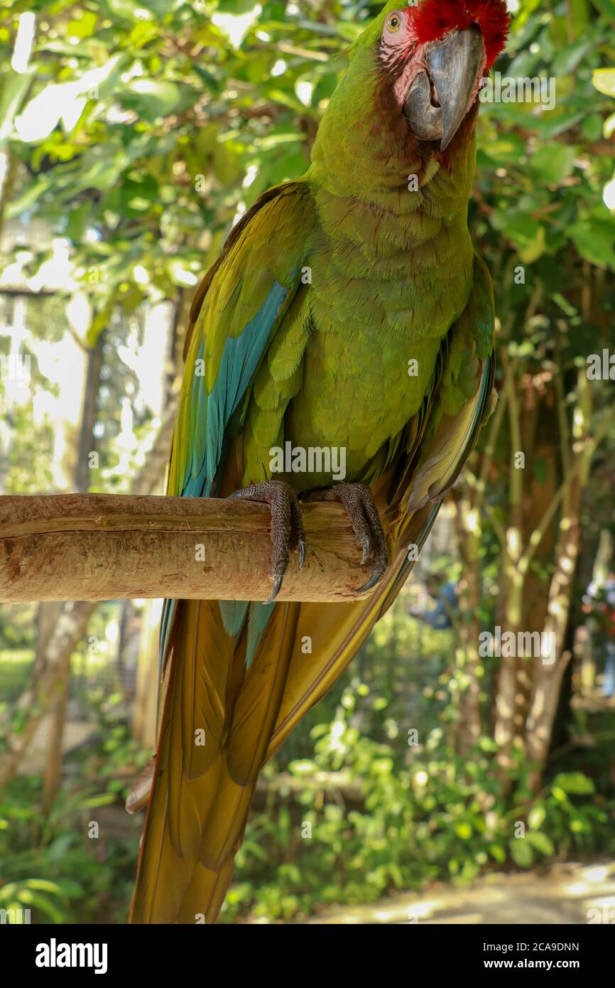 The Great Green Macaw, Ara ambiguus, also known as Buffon's Macaw or ...