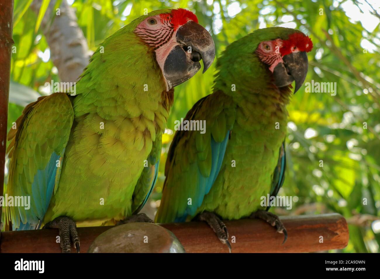 A pair of Ara Ambigua parrots in love. Great green macaw also known as ...