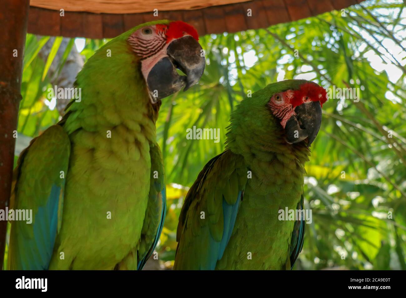 A pair of Ara Ambigua parrots in love. Great green macaw also known as ...
