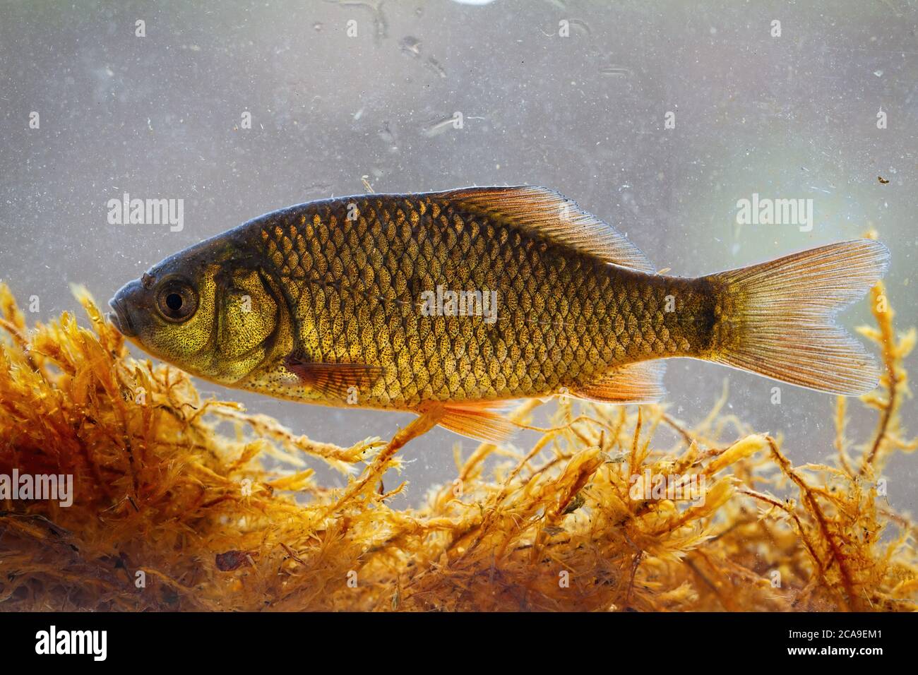 crucian carp swimming underwater among water vegetation from side view ...