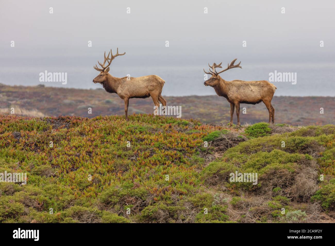 A pair of bull tule elk and iceplant, Point Reyes National Seashore ...