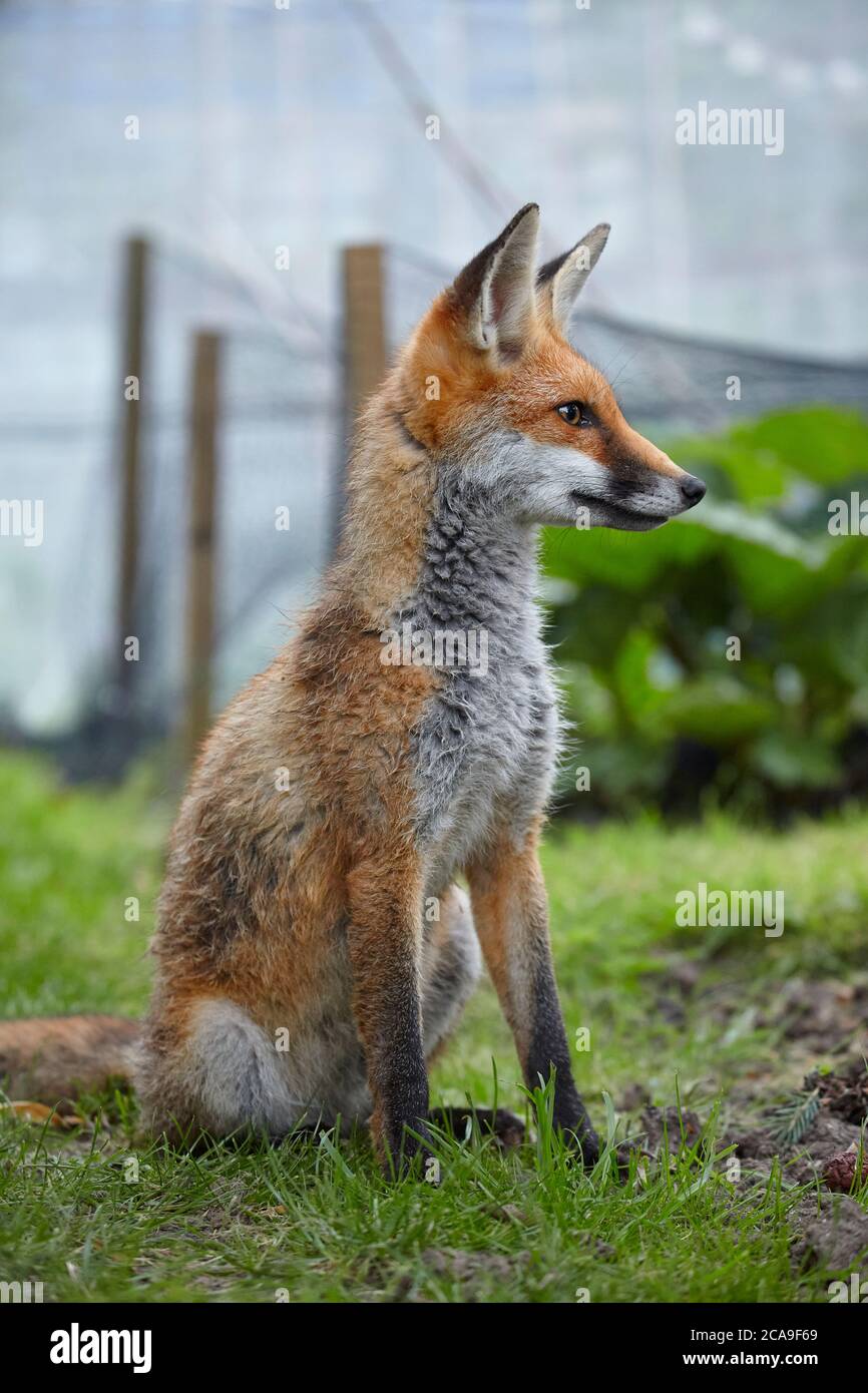 Relaxed fox hi-res stock photography and images - Alamy