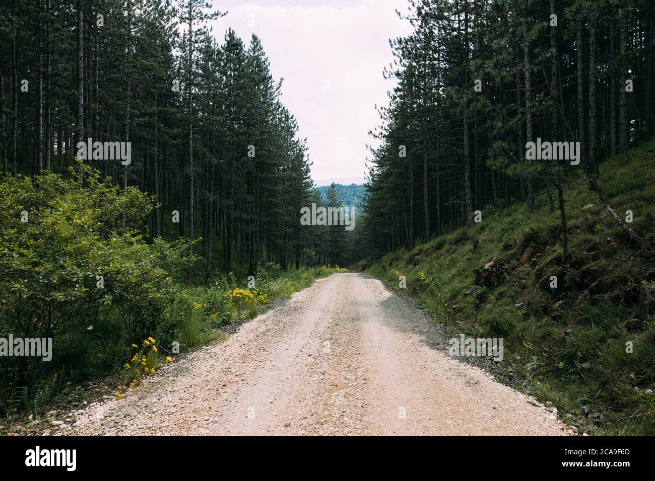 Forest road through mountains hi-res stock photography and images - Alamy