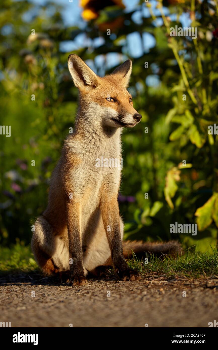 Fox sitting hi-res stock photography and images - Alamy
