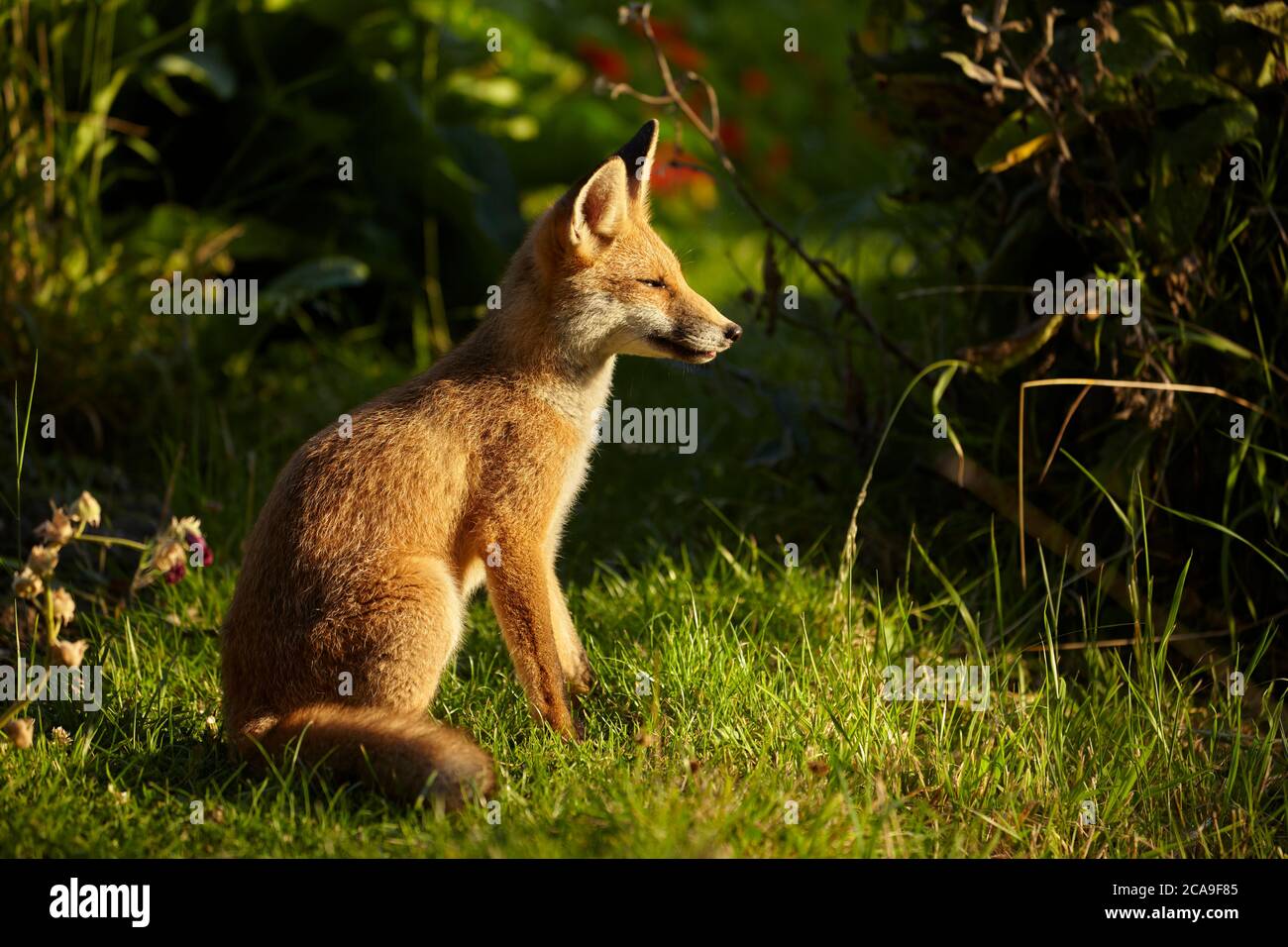 Fox sitting hi-res stock photography and images - Alamy