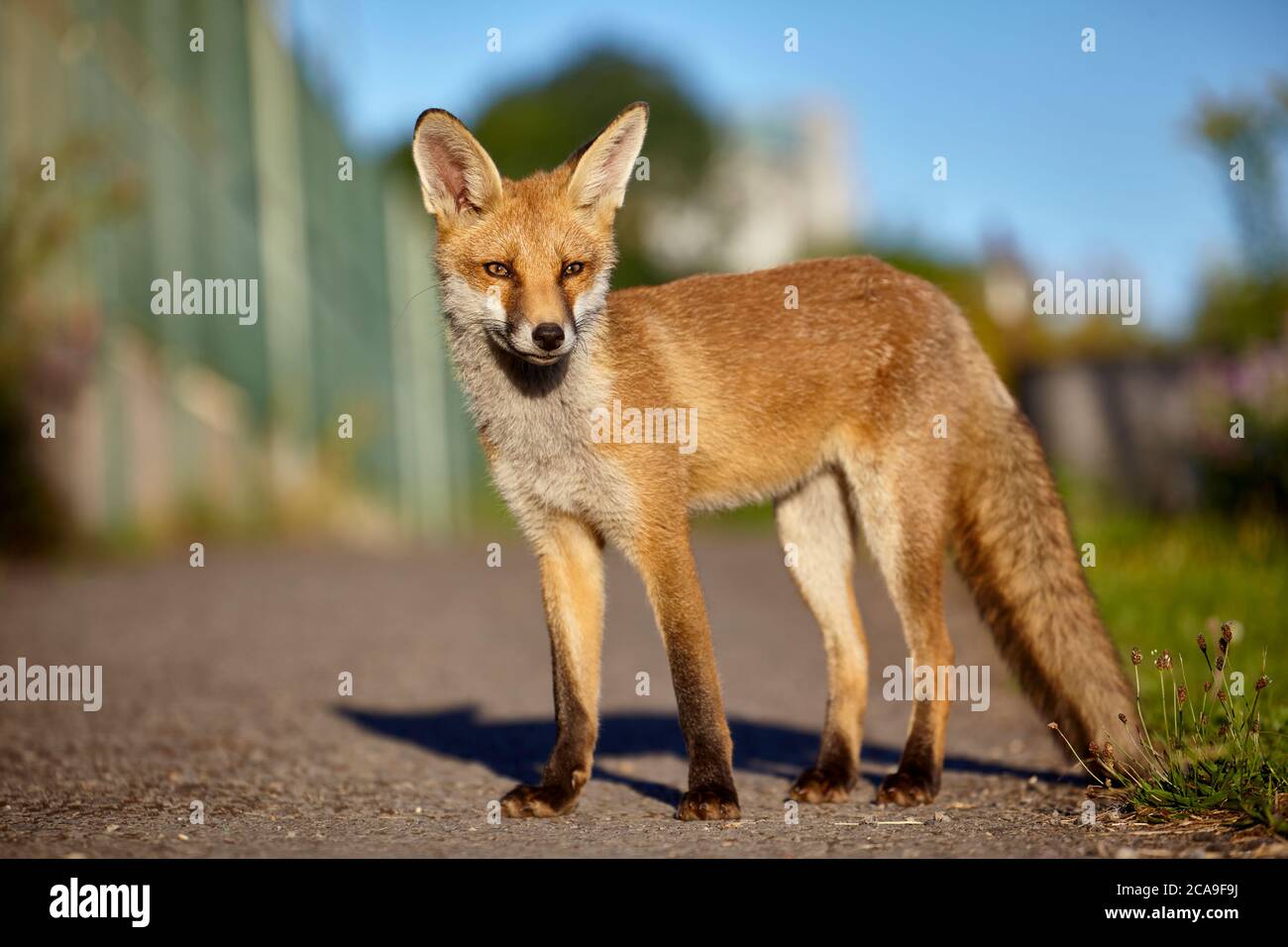 Fox standing hi-res stock photography and images - Alamy