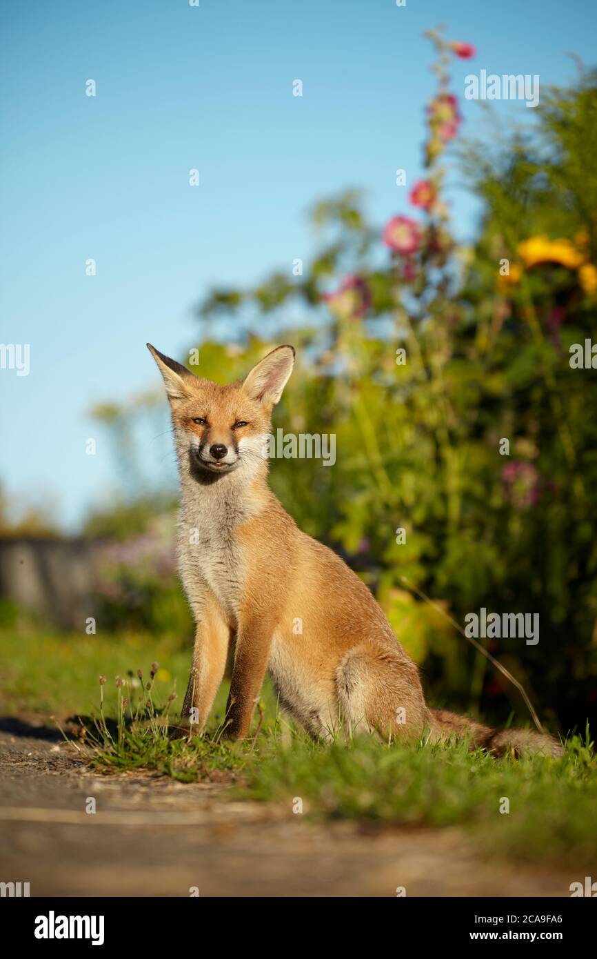 Fox sitting hi-res stock photography and images - Alamy