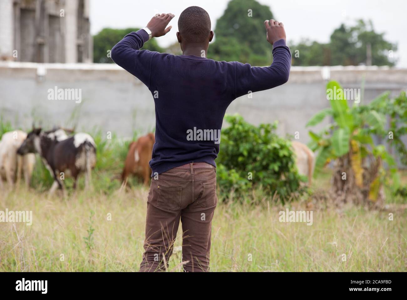 young man walking and framing cattle grazing grass outdoors Stock Photo ...