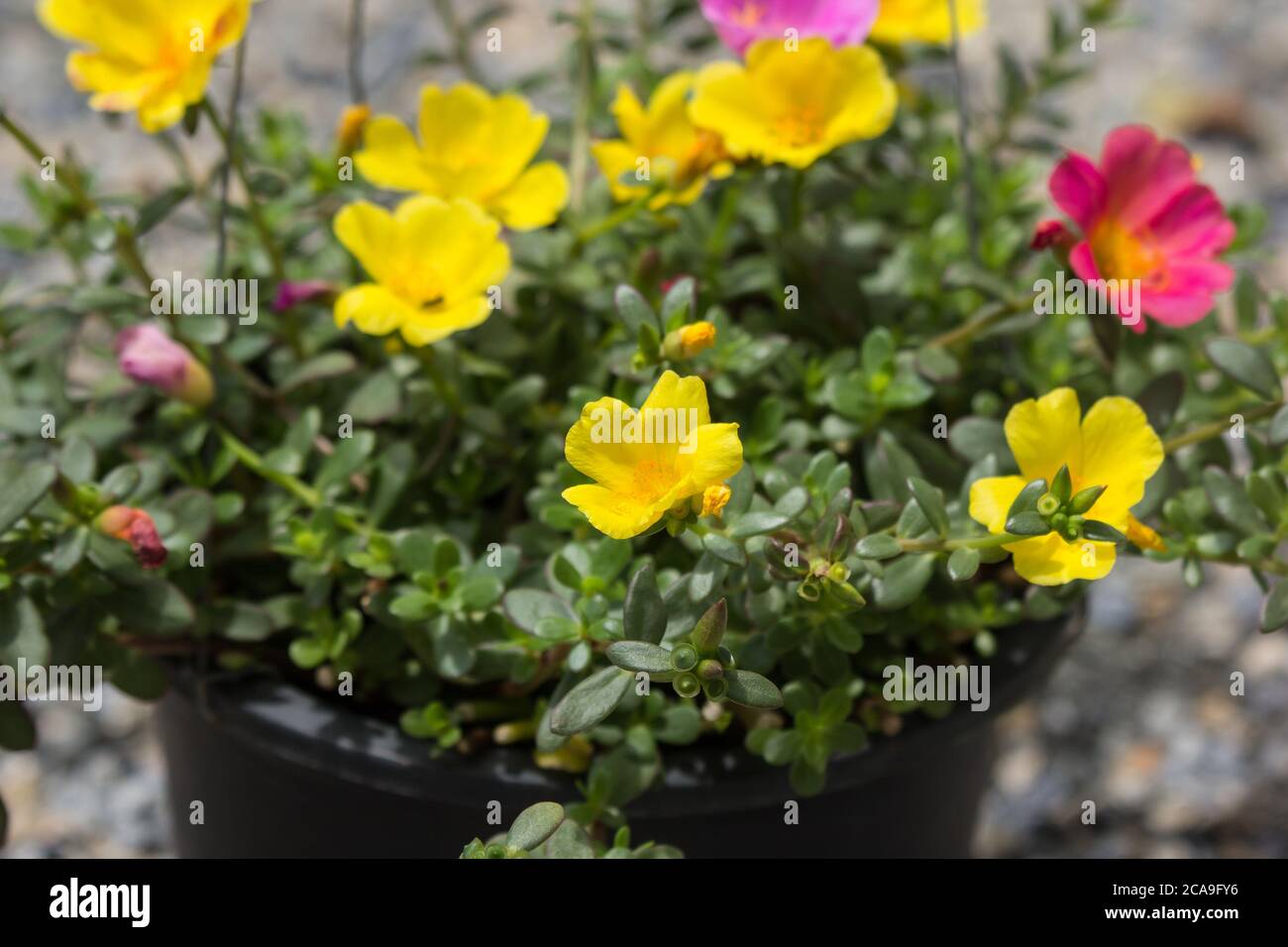 Common Purslane, Verdolaga, Pigweed, Little Hogweed or Pusley flower ...