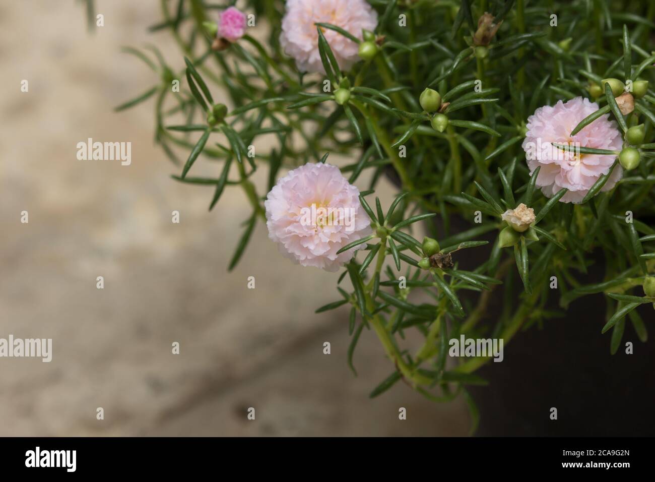 Common Purslane, Verdolaga, Pigweed, Little Hogweed or Pusley flower ...