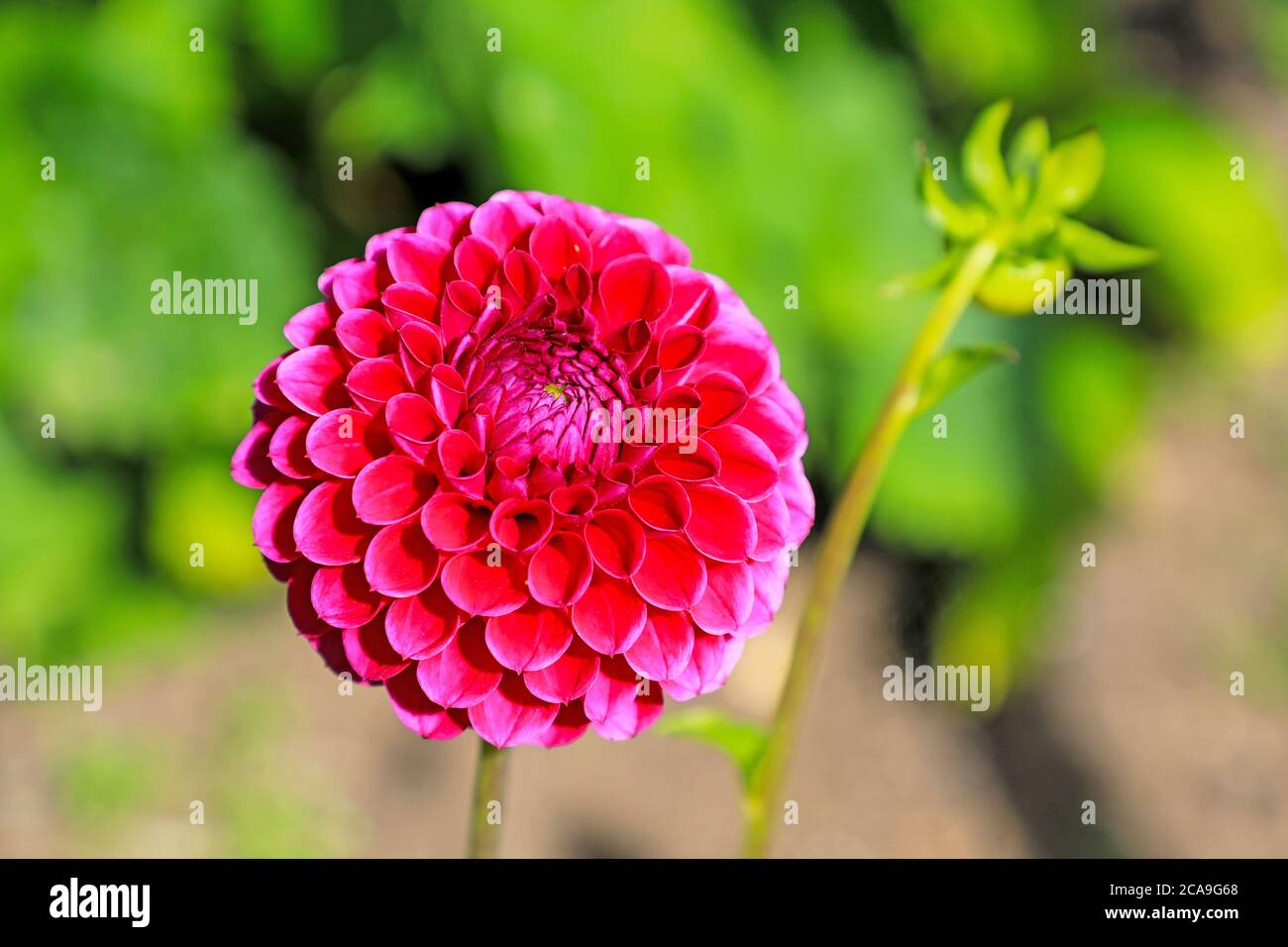 Close up shot of a red flower head of a Dahlia 'Pip' at the National ...