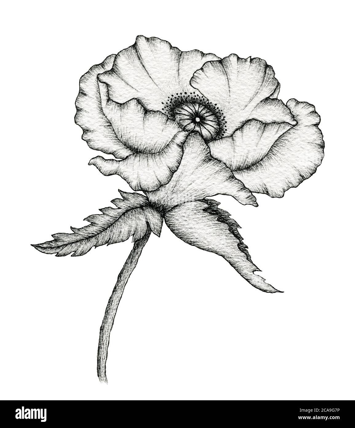 vintage poppy flower ink drawing, botanical hand drawn illustration ...
