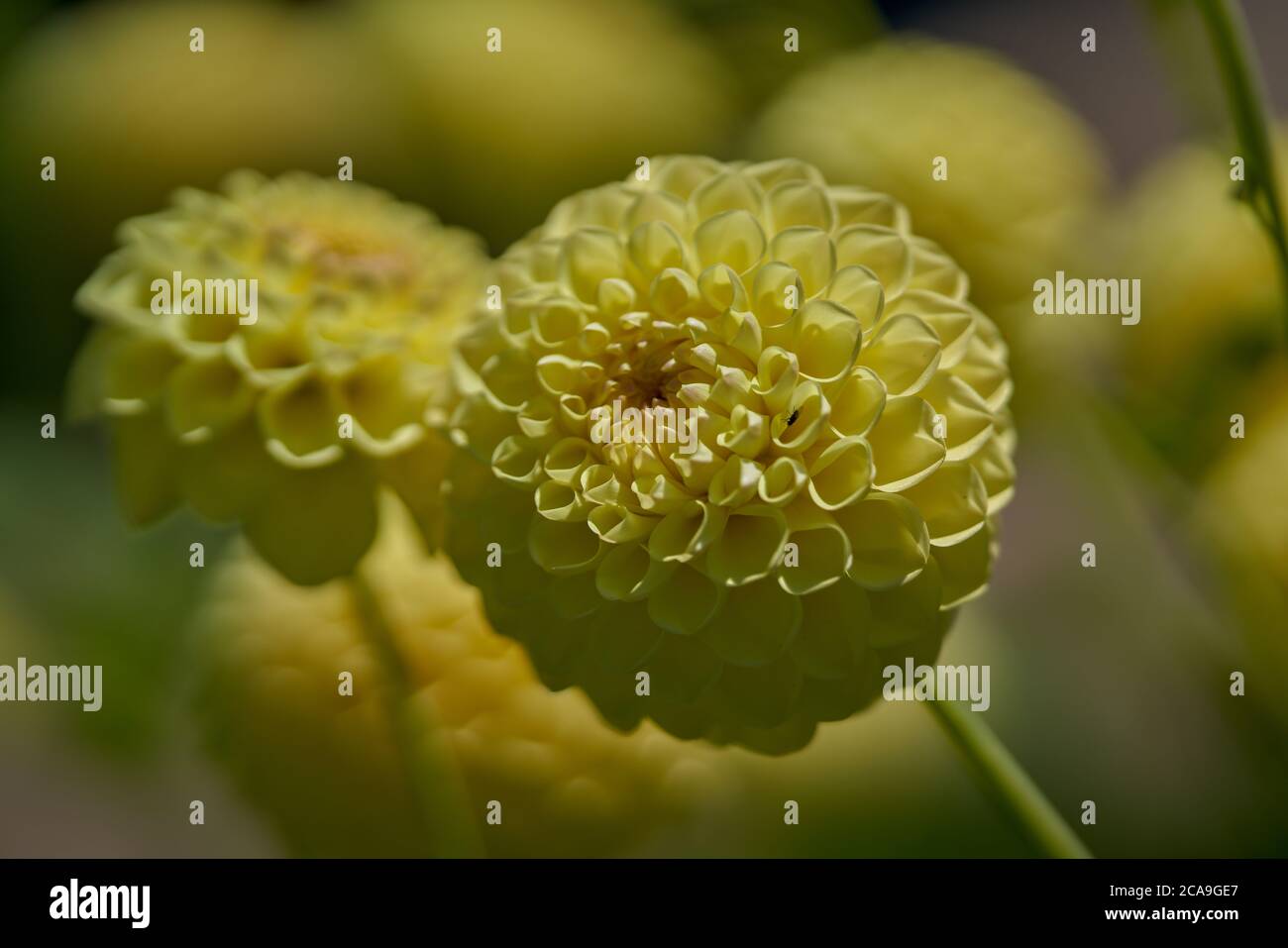 Bum bum yellow hi-res stock photography and images - Alamy