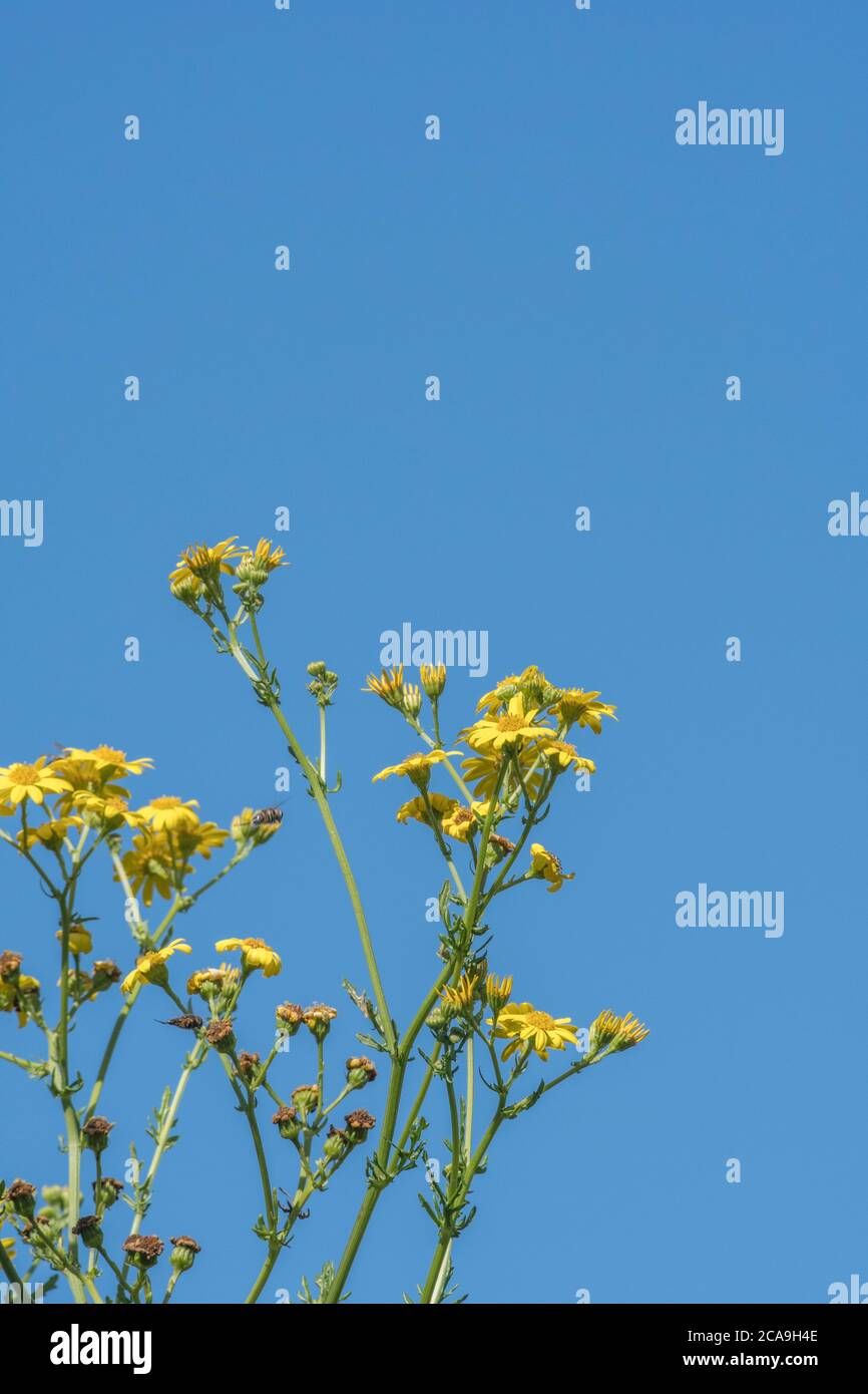 Blue sky and yellow flowers of Common Ragwort / Jacobaea vulgaris syn ...