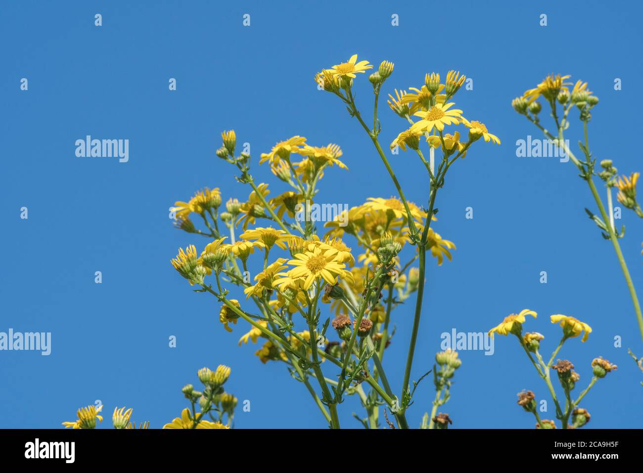 St jamess ragwort hi-res stock photography and images - Alamy