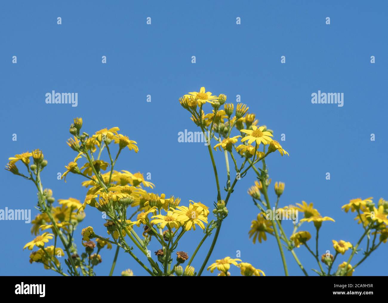 Starcek primetnik hi-res stock photography and images - Alamy