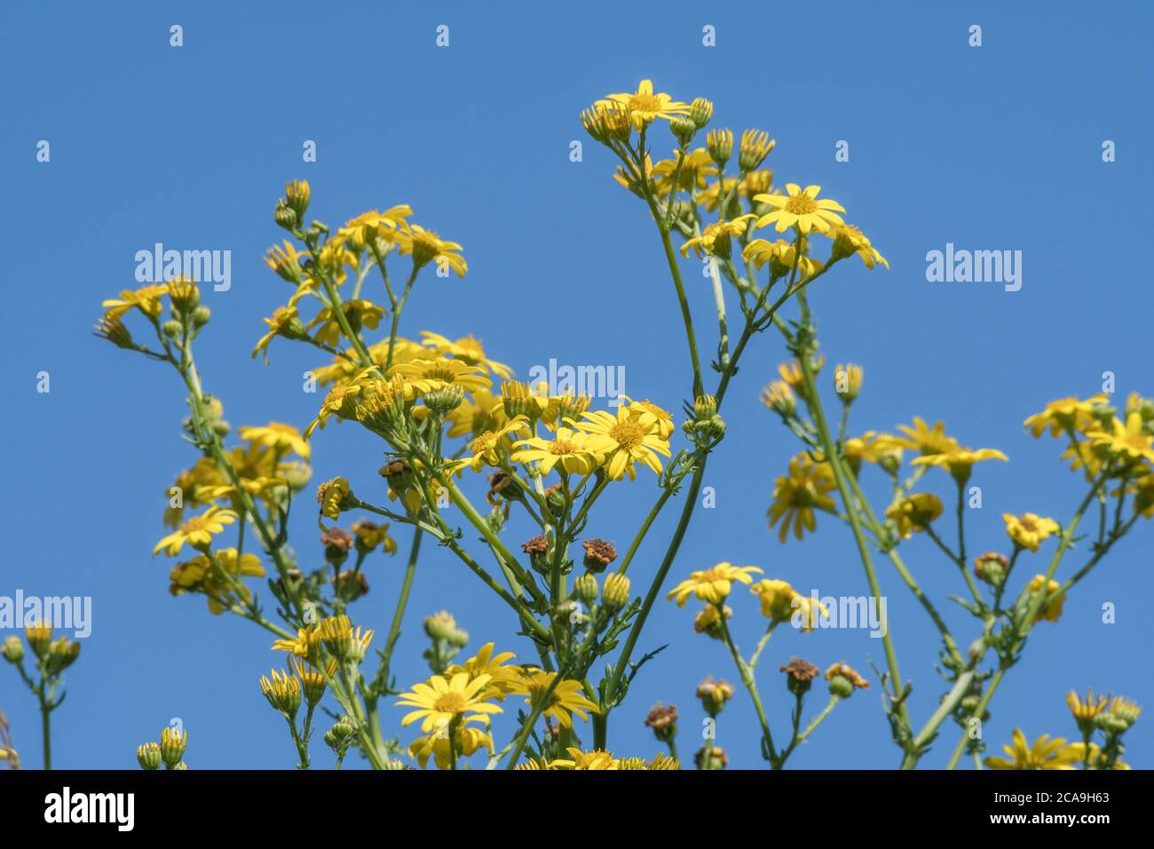 Blue sky and yellow flowers of Common Ragwort / Jacobaea vulgaris syn ...