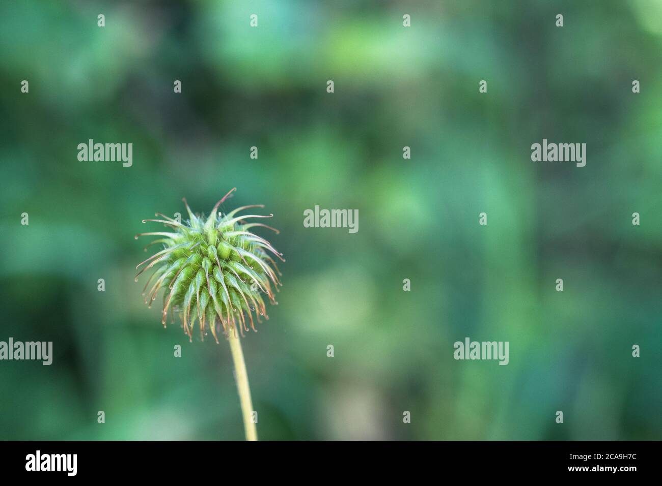 Hooked seeds hi-res stock photography and images - Alamy