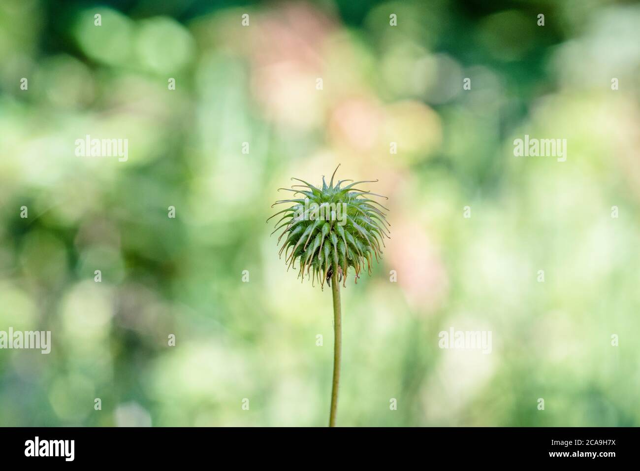 Close-up of seed head / achenes of Herb Bennet, Wood Avens / Geum ...