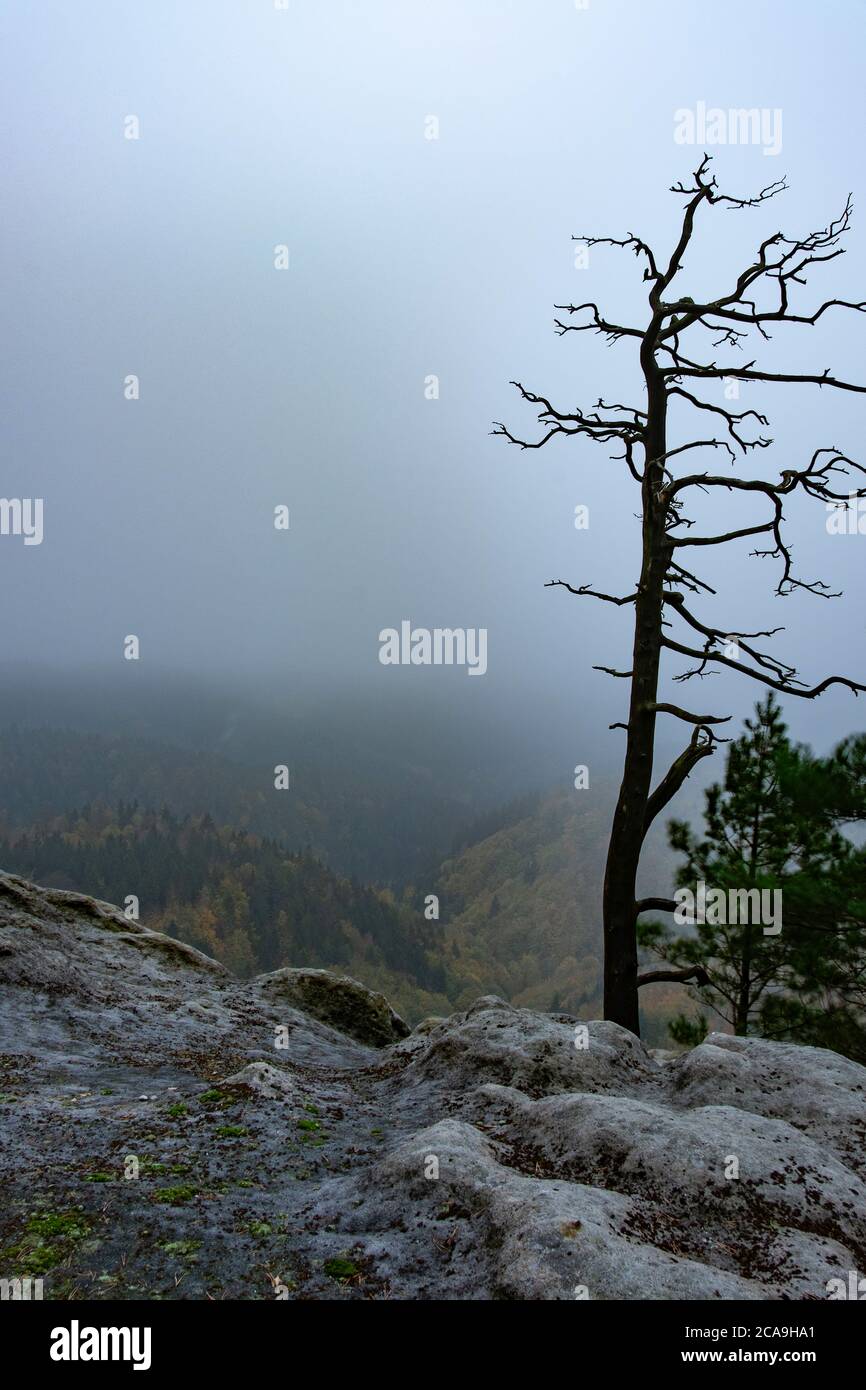 Broken dry pine bonsai tree on rocky cliff. Daybreak on rocky peak ...