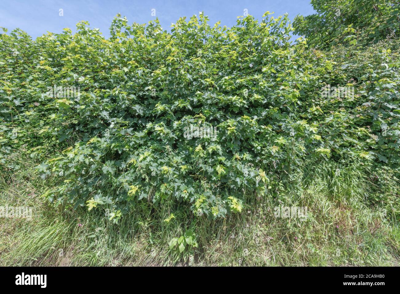 Stunted sycamore tree hi-res stock photography and images - Alamy