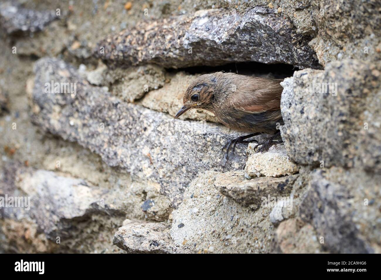 Black redstart female bird at the nest hole (Phoenicurus ochruros Stock ...