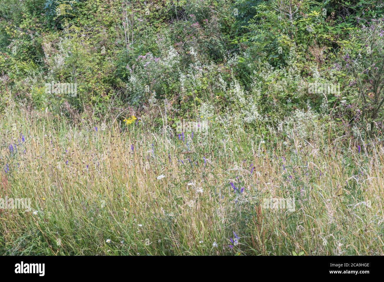 Roadside Weeds High Resolution Stock Photography and Images - Alamy