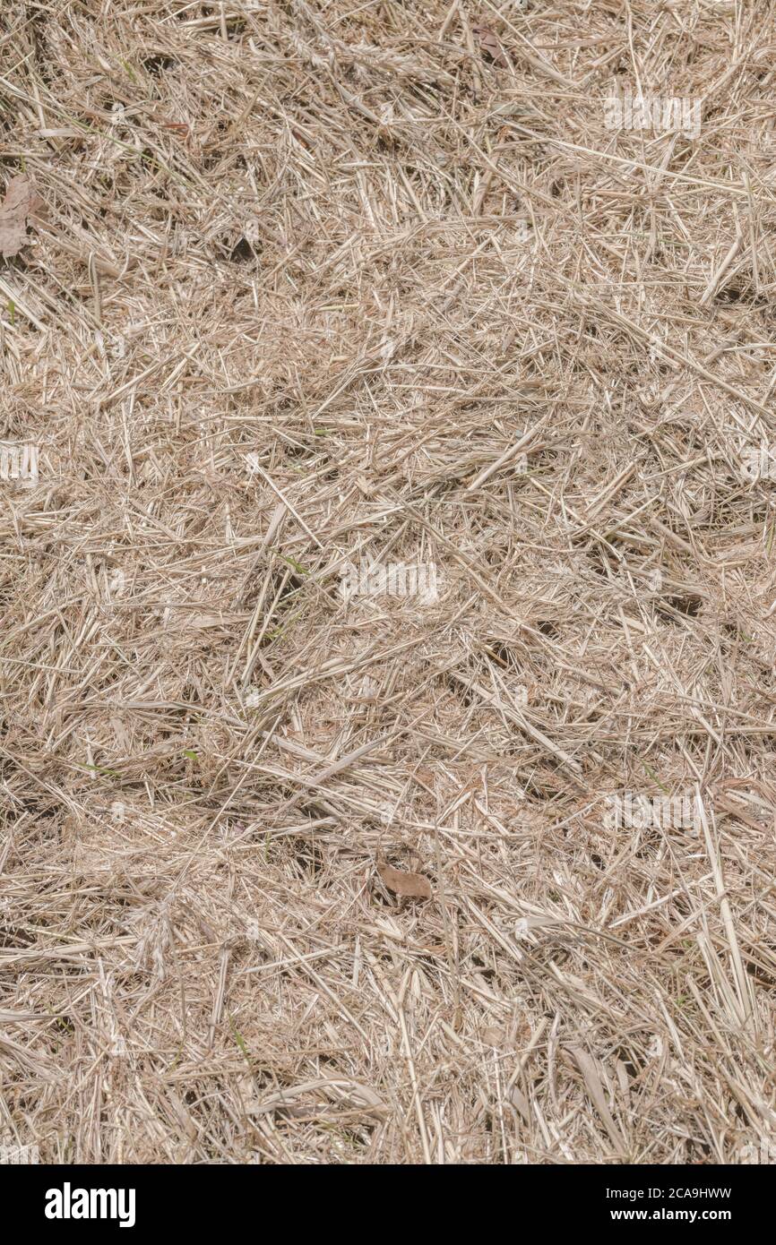 Mown verge hi-res stock photography and images - Alamy