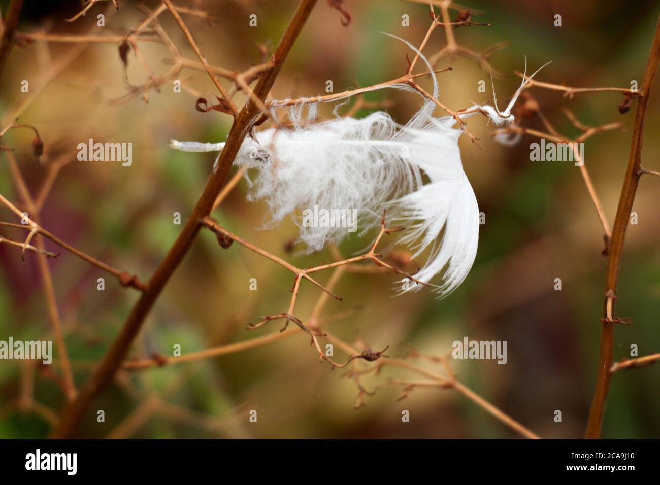 A blown away feather caught up Stock Photo - Alamy