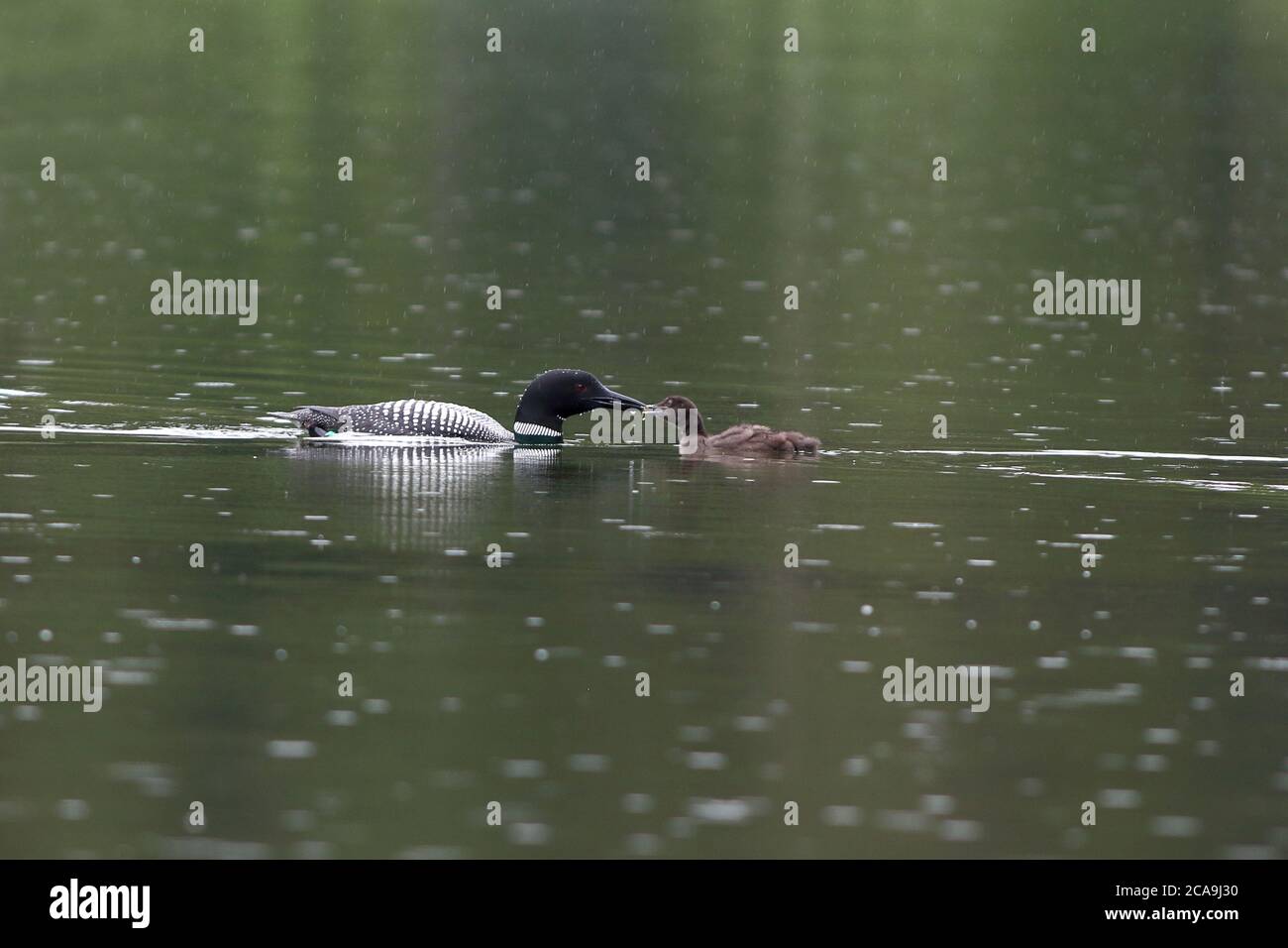 A Common Loon dives for food to feed her chick Stock Photo - Alamy